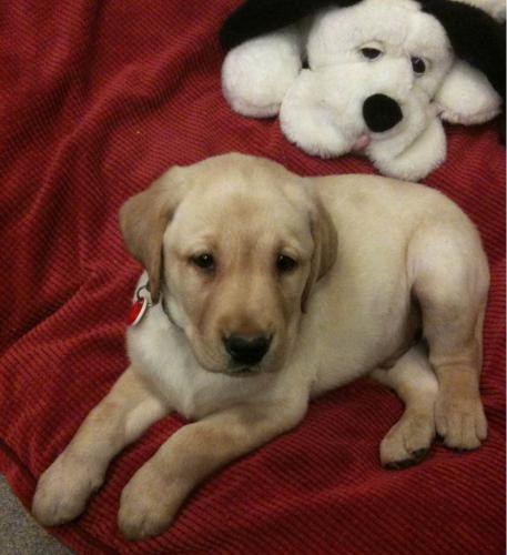 INTRODUCING RHODY | Legiontown U.S.A.